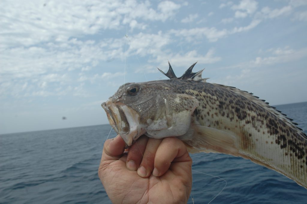 Pesci pericolosi - Centro di Pesca Arcipelago Toscano | Centro di Pesca ...